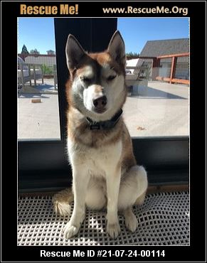 - Nevada Dog Rescue - ADOPTIONS - Rescue Me!