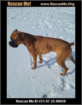 - Georgia Boxer Rescue - ADOPTIONS - Rescue Me!
