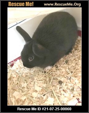 - Florida Rabbit Rescue - ADOPTIONS - Rescue Me!