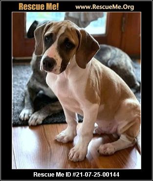 - Colorado Dog Rescue - ADOPTIONS - Rescue Me!