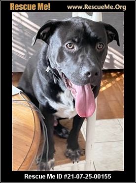 - North Carolina Lab Rescue - ADOPTIONS - Rescue Me!