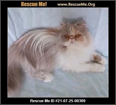 - California Persian Rescue - ADOPTIONS - Rescue Me!
