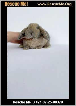 - New Jersey Rabbit Rescue - ADOPTIONS - Rescue Me!