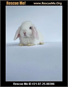 - New Jersey Rabbit Rescue - ADOPTIONS - Rescue Me!