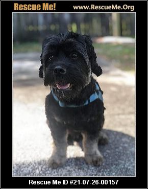 - Florida Dog Rescue - ADOPTIONS - Rescue Me!