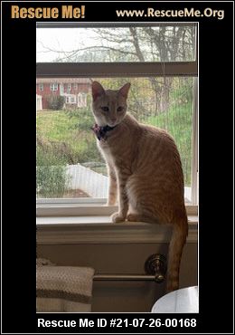 - New Jersey Cat Rescue - ADOPTIONS - Rescue Me!