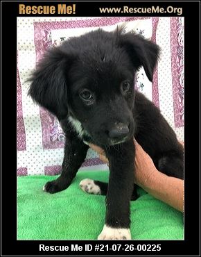 - New Mexico Dog Rescue - ADOPTIONS - Rescue Me!