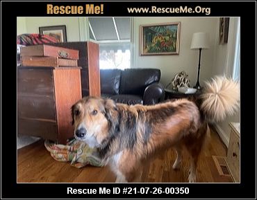 - Ohio Border Collie Rescue - ADOPTIONS - Rescue Me!