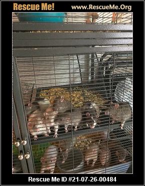 - California Small Mammal Rescue - ADOPTIONS - Rescue Me!