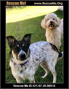 - Oklahoma Dog Rescue - ADOPTIONS - Rescue Me!