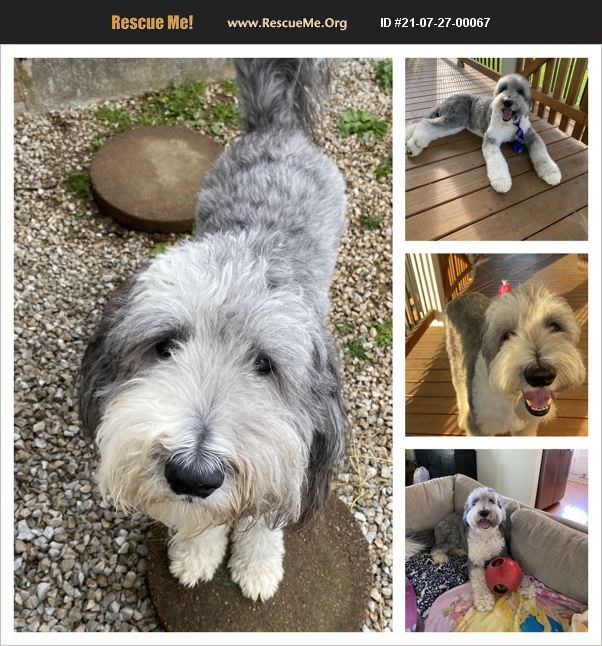 ADOPT 21072700067 ~ Old English Sheepdog Rescue ~ Fayette County, KY