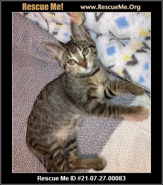 - Arizona Cat Rescue - ADOPTIONS - Rescue Me!