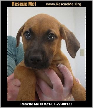 - Iowa Dog Rescue - ADOPTIONS - Rescue Me!