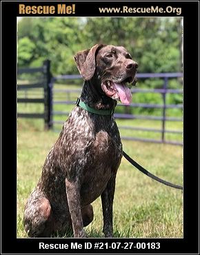 - Virginia Dog Rescue - ADOPTIONS - Rescue Me!