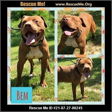 - Ohio Pit Bull Rescue - ADOPTIONS - Rescue Me!