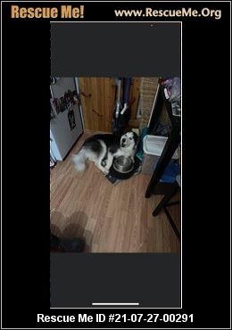 - Ohio Siberian Husky Rescue - ADOPTIONS - Rescue Me!