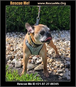 - Florida French Bulldog Rescue - ADOPTIONS - Rescue Me!