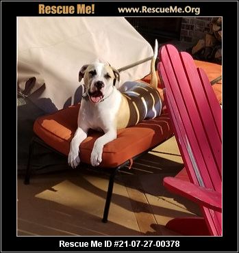 - Oklahoma Dog Rescue - ADOPTIONS - Rescue Me!