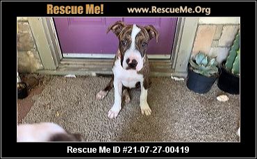 - California Pit Bull Rescue - ADOPTIONS - Rescue Me!