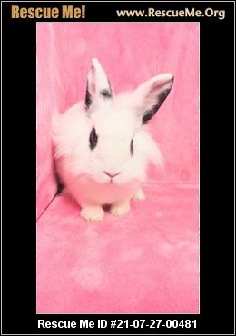 - California Rabbit Rescue - ADOPTIONS - Rescue Me!