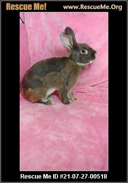 - California Rabbit Rescue - ADOPTIONS - Rescue Me!