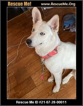 - Ohio Siberian Husky Rescue - ADOPTIONS - Rescue Me!
