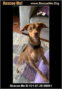 - Virginia Dog Rescue - ADOPTIONS - Rescue Me!