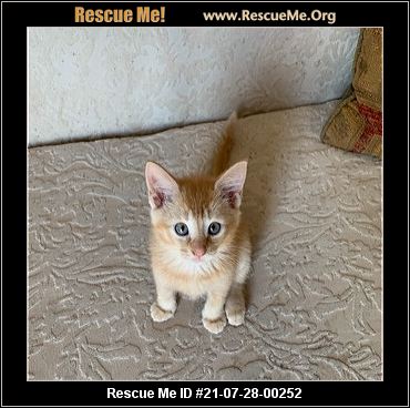- Tennessee Cat Rescue - ADOPTIONS - Rescue Me!