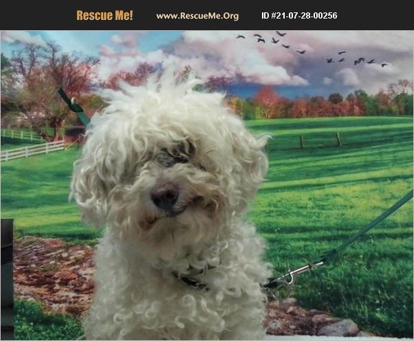 ADOPT 21072800256 ~ Poodle Rescue ~ Moreno Valley, CA