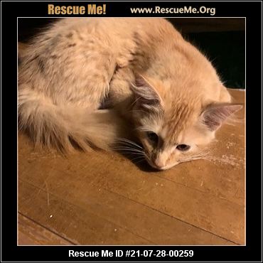 - Tennessee Cat Rescue - ADOPTIONS - Rescue Me!