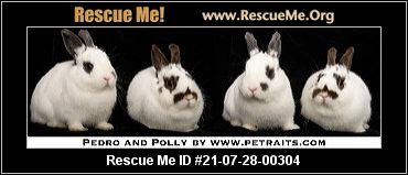 - Illinois Rabbit Rescue - ADOPTIONS - Rescue Me!