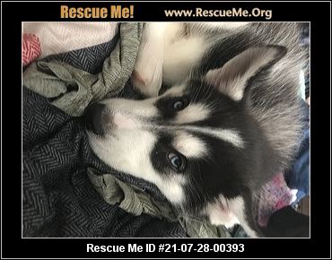 - Ohio Siberian Husky Rescue - ADOPTIONS - Rescue Me!