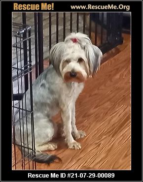 - Ohio Yorkie Rescue - ADOPTIONS - Rescue Me!