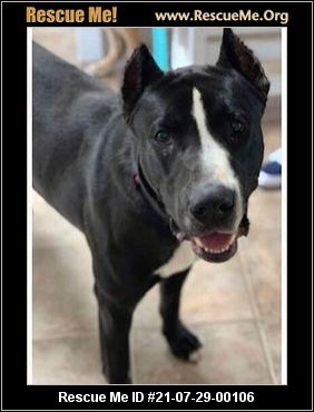 - Rhode Island Dog Rescue - ADOPTIONS - Rescue Me!