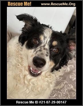 - Florida Poodle Rescue - ADOPTIONS - Rescue Me!