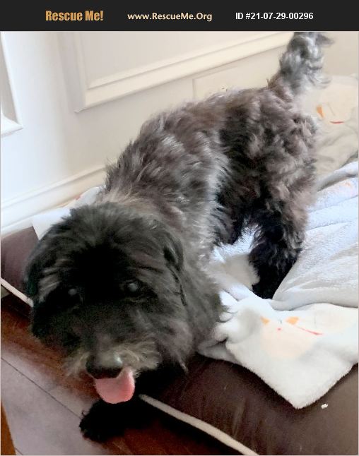 ADOPT 21072900296 ~ Lhasa Apso Rescue ~ Cary , NC