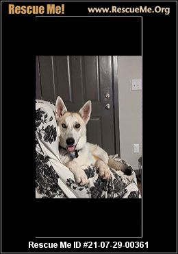- Ohio Siberian Husky Rescue - ADOPTIONS - Rescue Me!