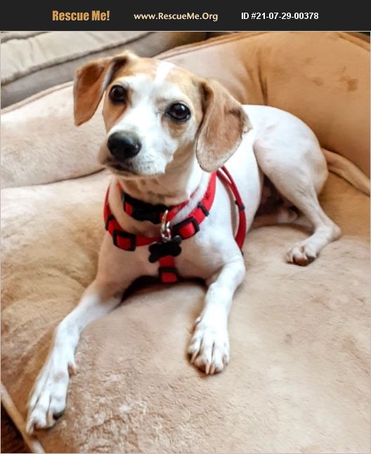 ADOPT 21072900378 ~ Beagle Rescue ~ New Oxford, PA