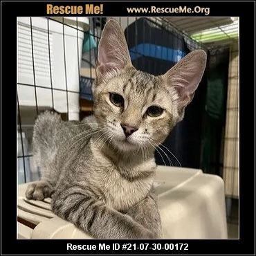 - Arizona Cat Rescue - ADOPTIONS - Rescue Me!