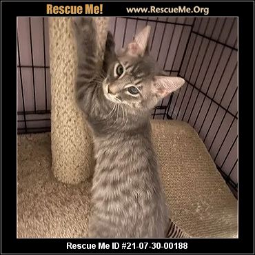 - Arizona Cat Rescue - ADOPTIONS - Rescue Me!