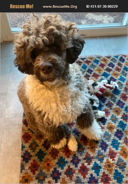 ADOPT 21073000229 ~ Portuguese Water Dog Rescue ~ Sandy, UT