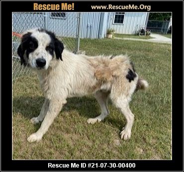 - Maryland Dog Rescue - ADOPTIONS - Rescue Me!