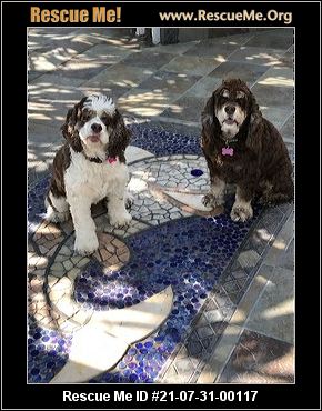 - Florida Dog Rescue - ADOPTIONS - Rescue Me!