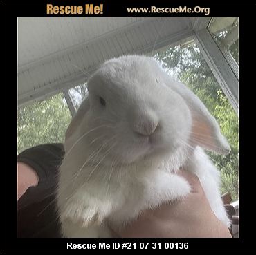 - Georgia Rabbit Rescue - ADOPTIONS - Rescue Me!