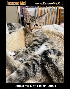 - Arizona Cat Rescue - ADOPTIONS - Rescue Me!