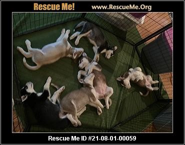 - Tennessee Mutt Rescue - ADOPTIONS - Rescue Me!