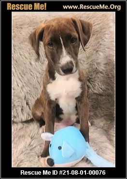 - Delaware Dog Rescue - ADOPTIONS - Rescue Me!