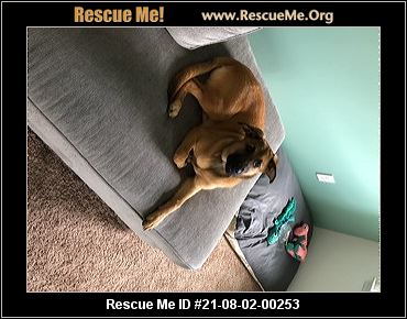 - North Carolina Dog Rescue - ADOPTIONS - Rescue Me!