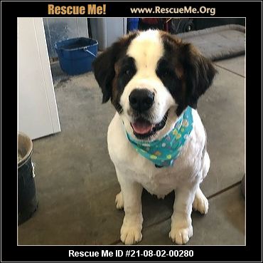 - California Saint Bernard Rescue - ADOPTIONS - Rescue Me!