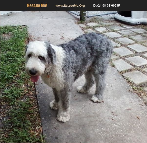 ADOPT 21080200335 ~ Old English Sheepdog Rescue ~ St Petersburg, FL